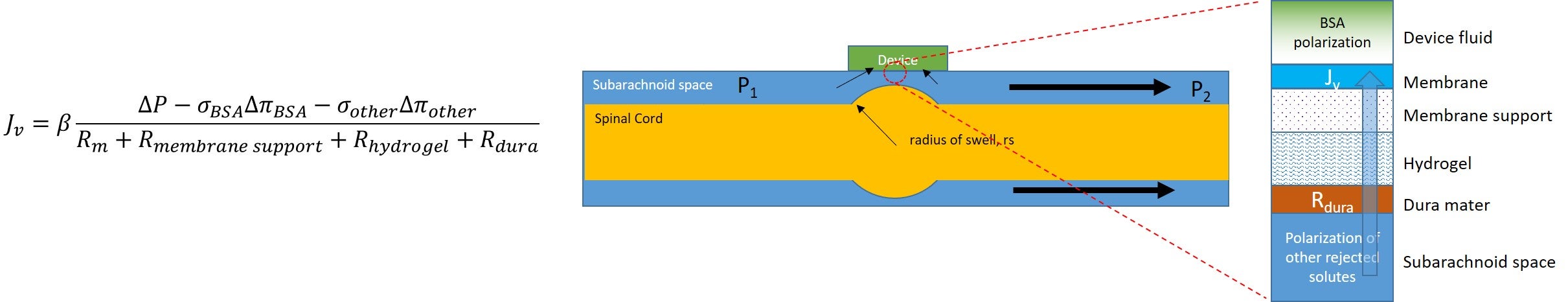 Reduction of Edema in Cerebral and SC Injury | The B2K Group
